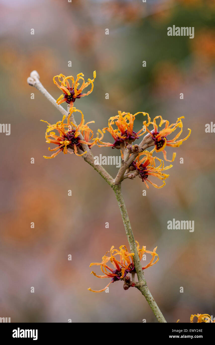 Hamamelis Intermedia High Resolution Stock Photography and Images - Alamy