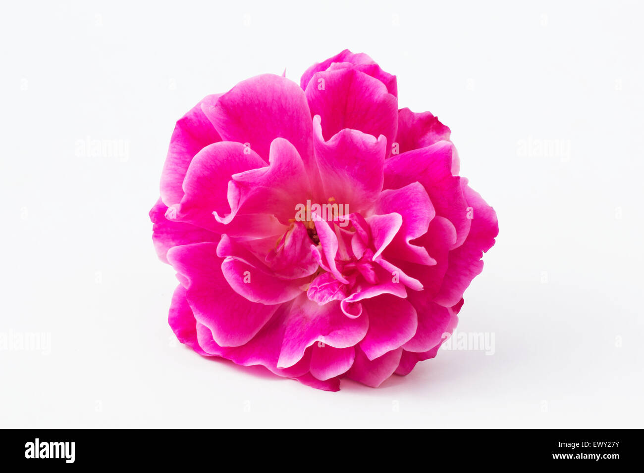 Rose rosa damascena flower Cut Out Stock Images & Pictures - Alamy