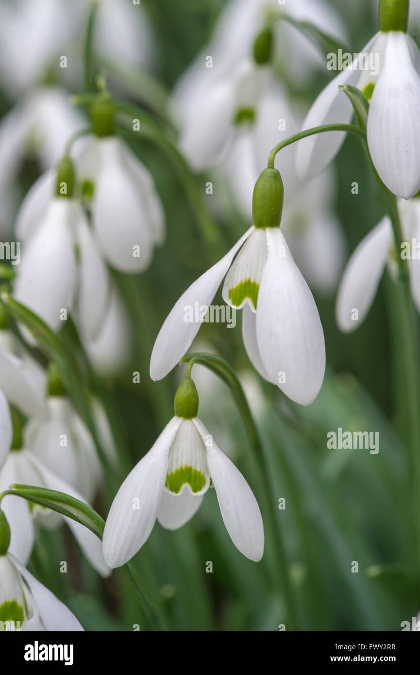 Galatea High Resolution Stock Photography and Images - Alamy