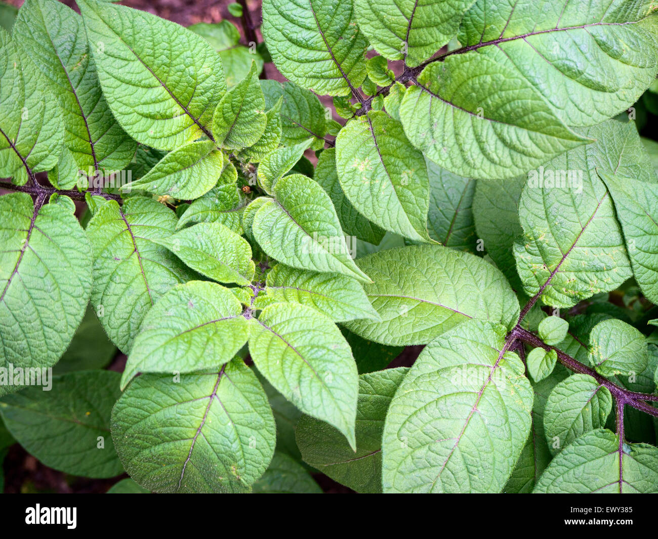 Veg patch hi-res stock photography and images - Alamy