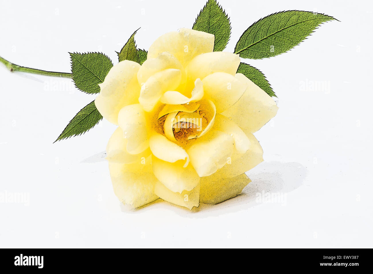 Yellow garden rose on white background Stock Photo - Alamy