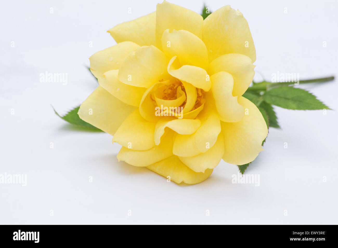 Yellow garden rose on white background Stock Photo - Alamy