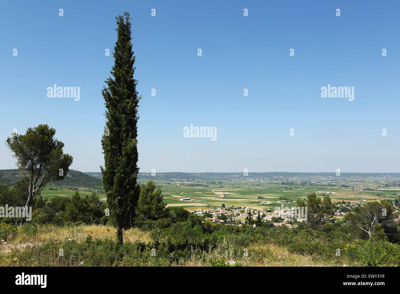A cypress tree grows on the Roc de Gachone near Calvisson, France. The ...