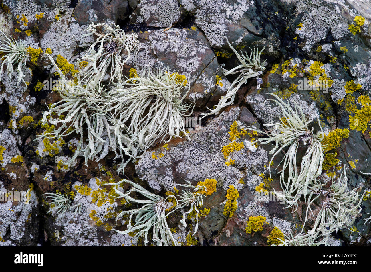 Lichen of coastal rocks hi-res stock photography and images - Alamy