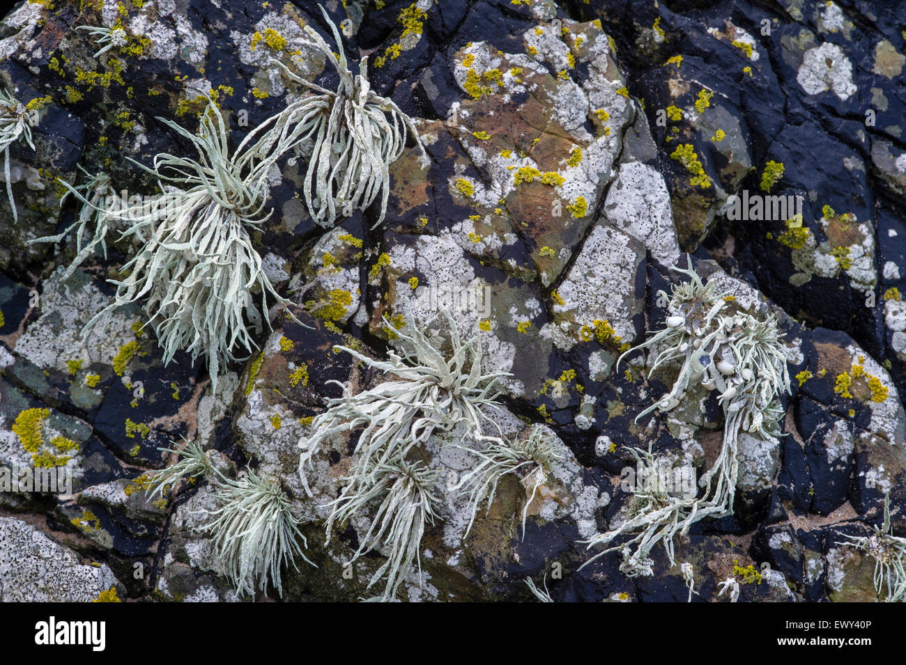 Growing on the rocks hi-res stock photography and images - Alamy