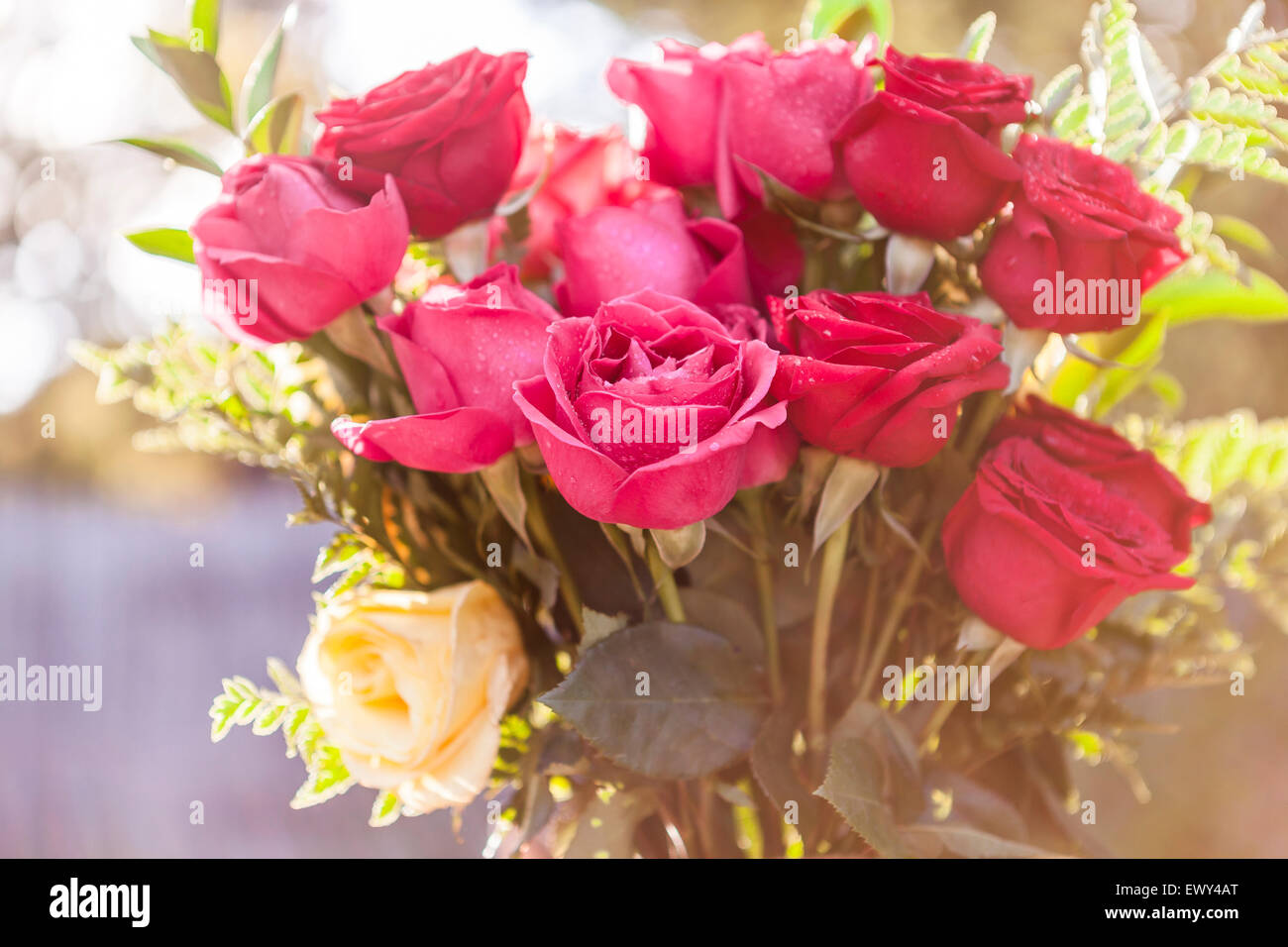 Bouquet of roses in the sunlight Stock Photo - Alamy