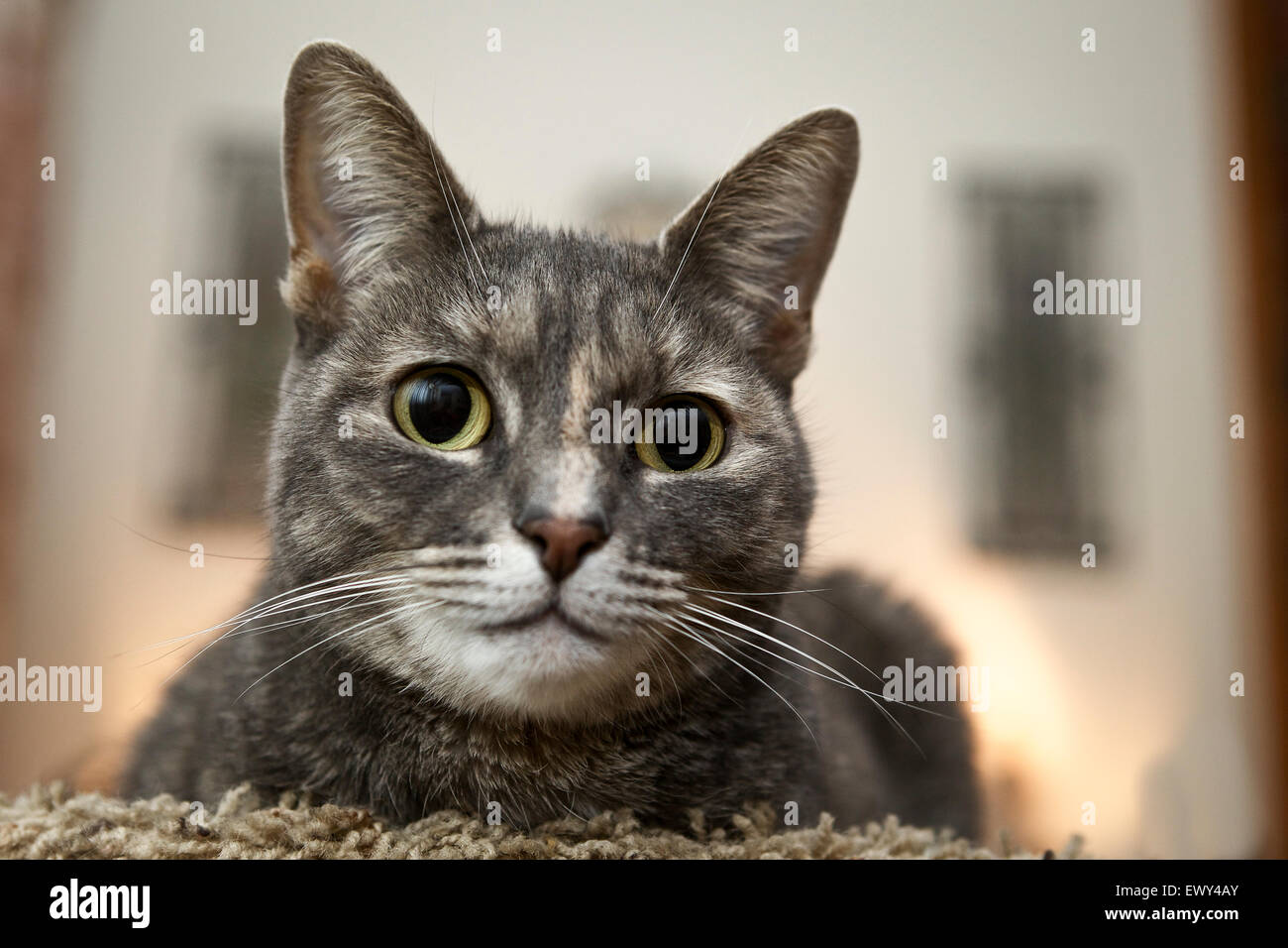 Tabby cat portrait Stock Photo - Alamy