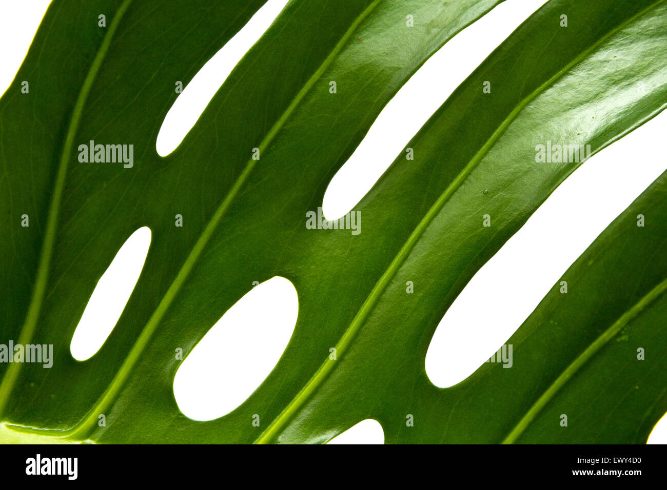 large green shiny leaf of monstera plant isolated on white background ...