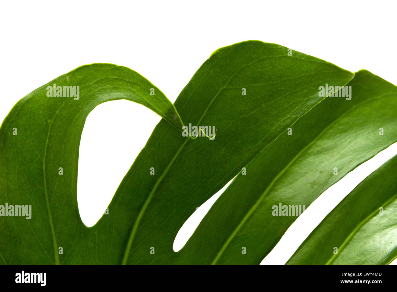large green shiny leaf of monstera plant isolated on white background ...