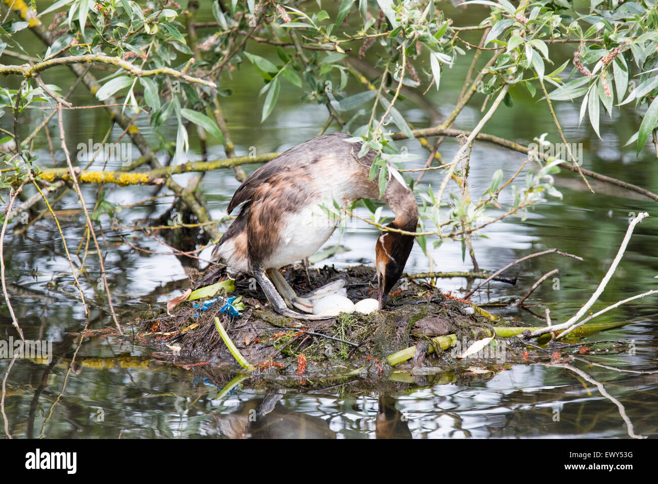 A Great Crested Grebe checking the three eggs in its nest Stock Photo ...