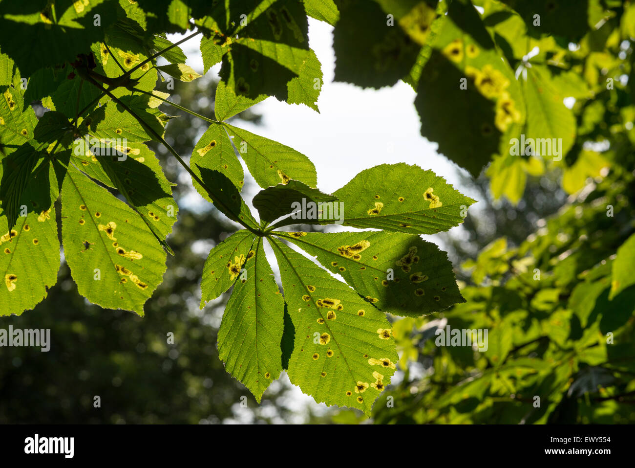 Back-lit leaf mines of the horse-chestnut leaf miner moth Stock Photo ...