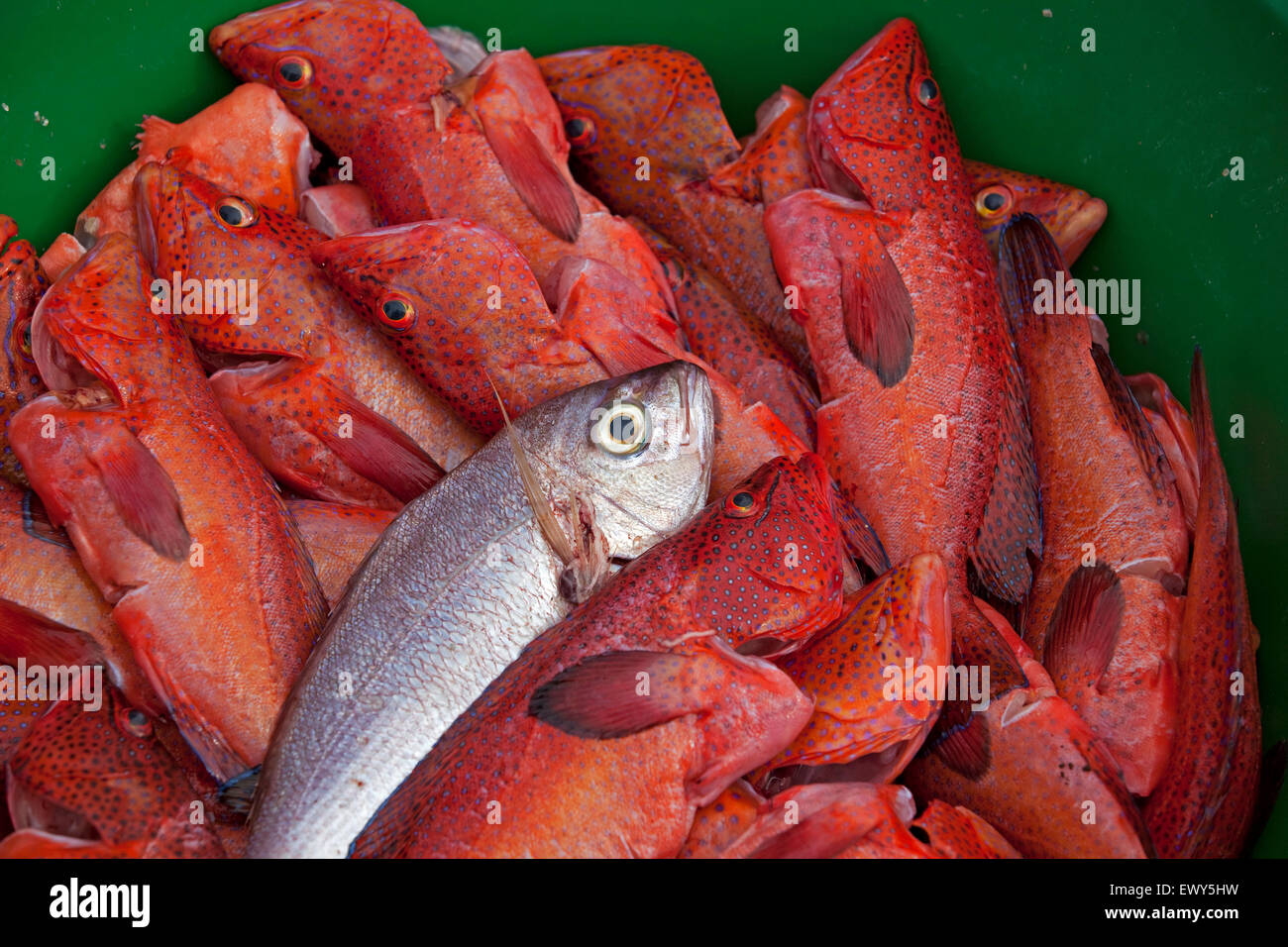 Fresh catch of red garoupa fish / grouper in the harbour of the fishing ...