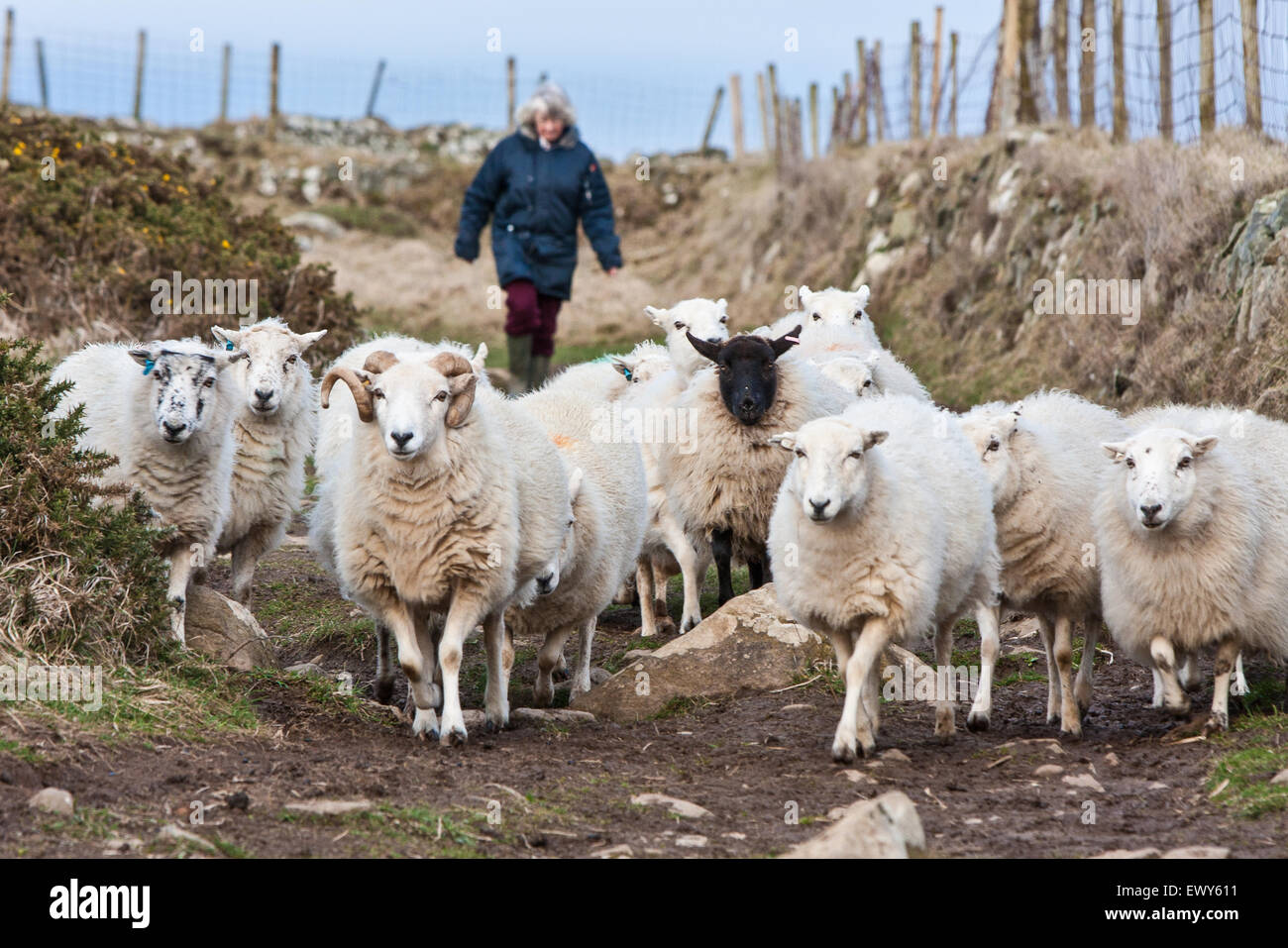 Sheep and walker/ hiker on path /trail near Traeth Llyfn beach on ...