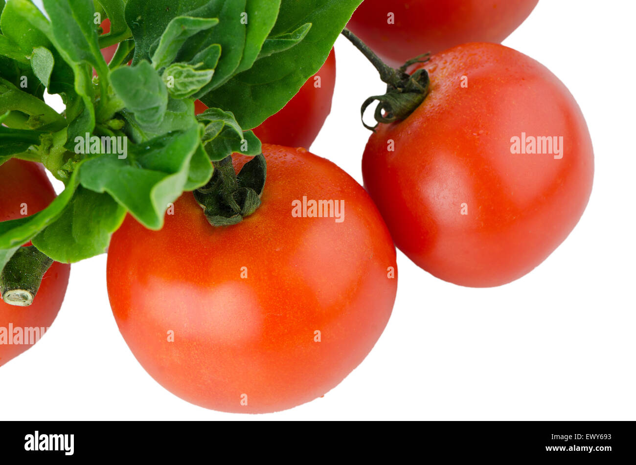 Red ripe tomato vine isolated on white background Stock Photo - Alamy