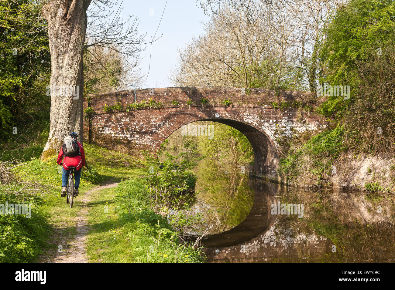 Cyclist cycling along canal side. Part of the Kennet and Avon Cycle ...