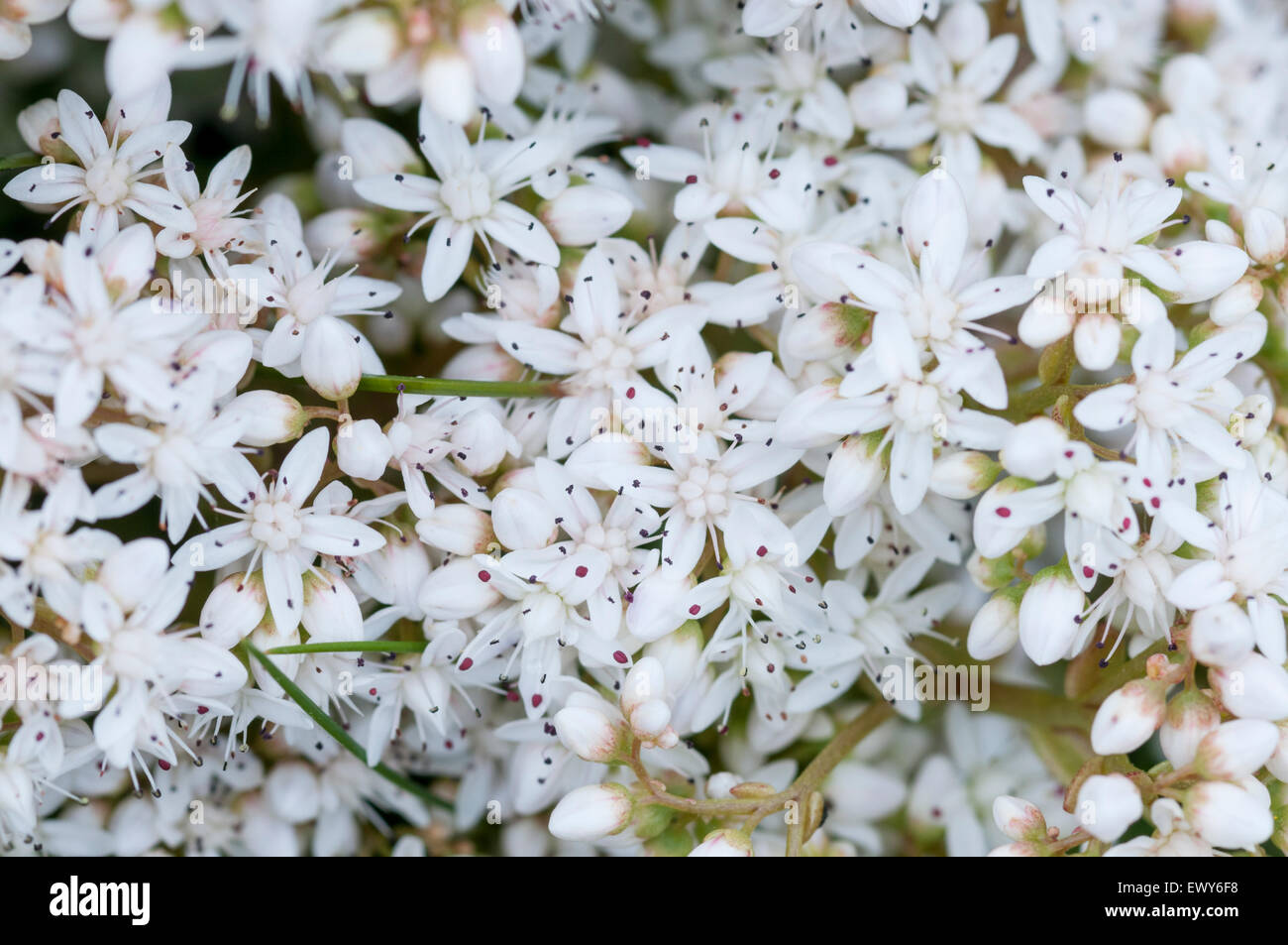 A mass of Sedum alba flowers at Seaford, East Sussex Stock Photo - Alamy