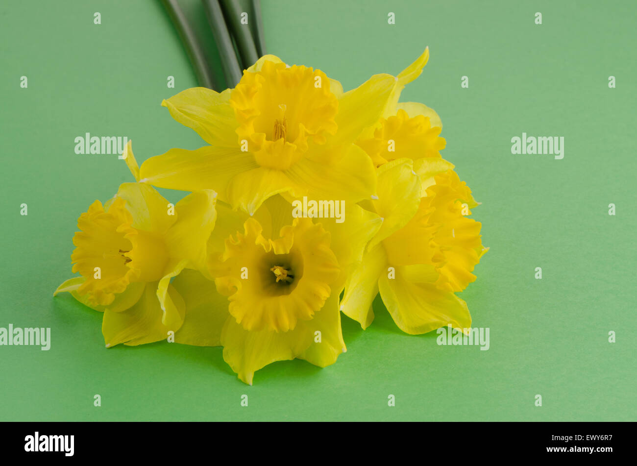 Yellow jonquil flowers on green painted background Stock Photo - Alamy