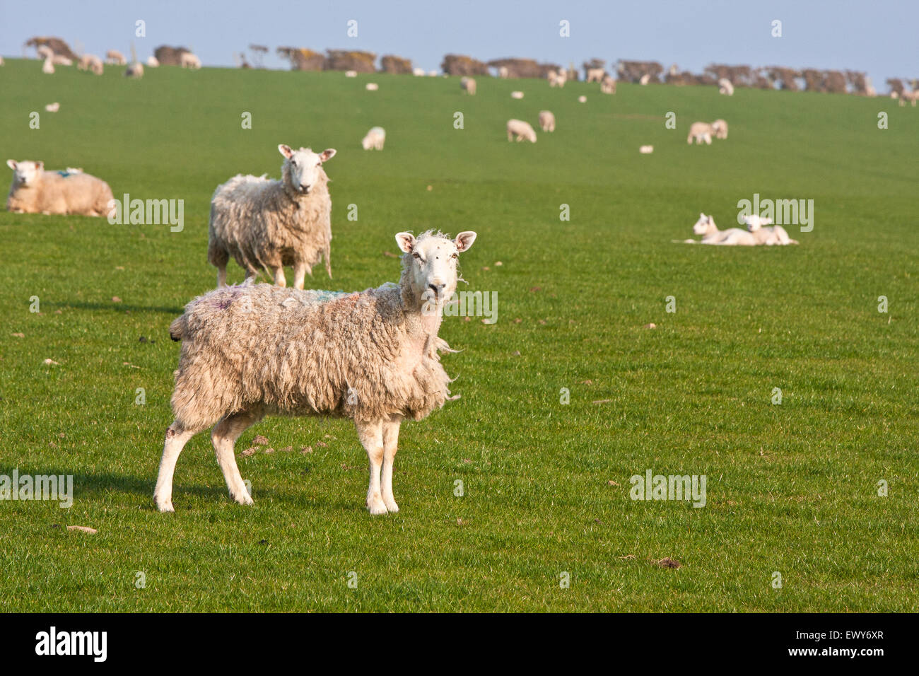 Field of sheep and lambs near Newport on Pembrokeshire Coast Path, South West Wales. March. The ...