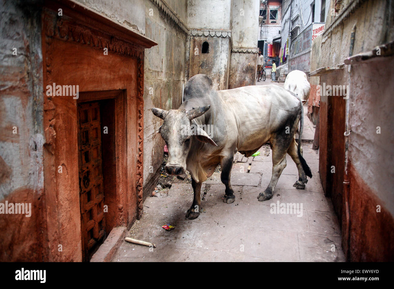 Brahmin bull cow wanders through the narrow atmospheric but confusing ...