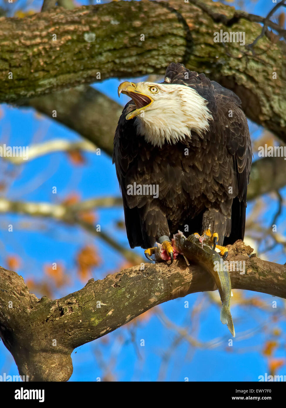 American Bald Eagle with Fish Stock Photo - Alamy American Bald Eagle with Fish Stock Photo - Alamy