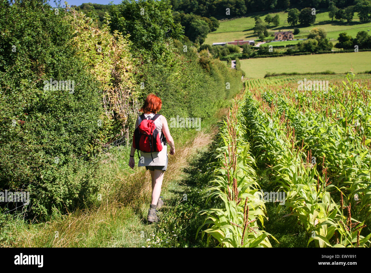 Hiker / walker near Uley village, hiking down Cam Long Down Hill in the ...