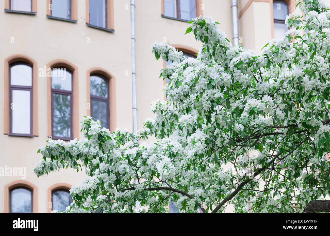 Flowering tree and windows of the house Stock Photo - Alamy