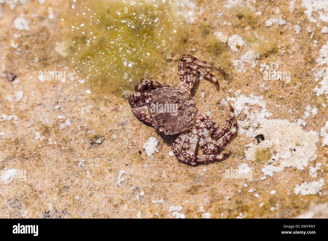 Crab maryland beach hi-res stock photography and images - Alamy