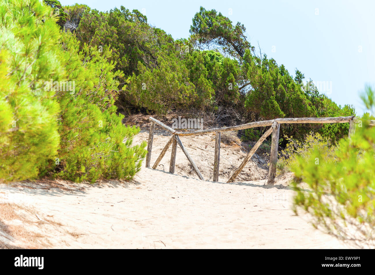 Sandy path in coniferous forest Stock Photo - Alamy