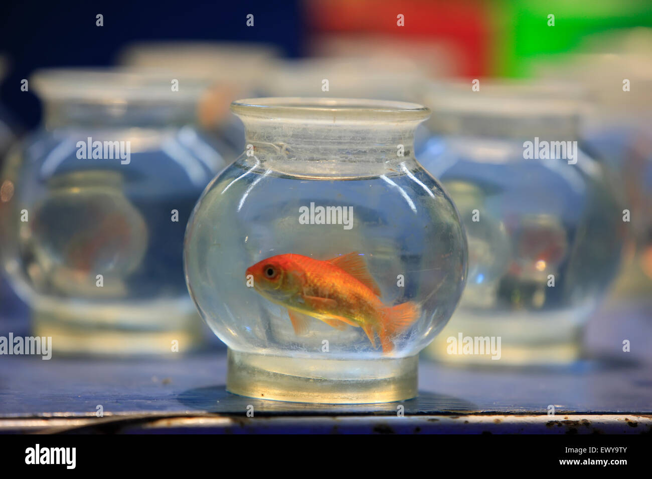 Goldfish flipping swimming in a glass jar. Seasonal luna park amusement ...