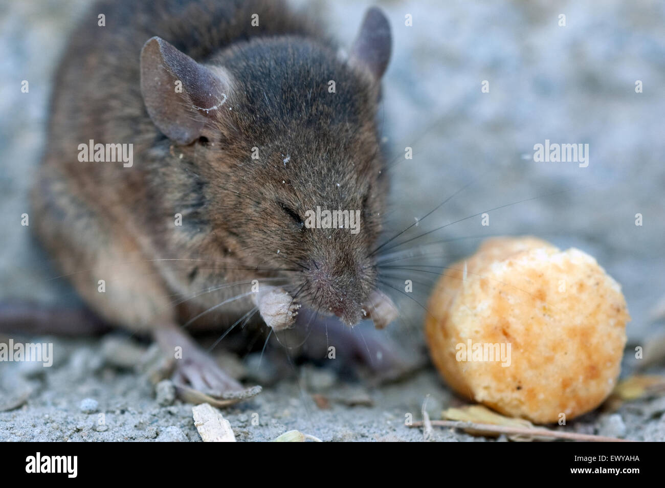 Grabs his nose hi-res stock photography and images - Alamy