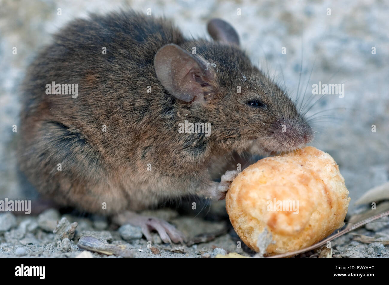 Rat city pavement hi-res stock photography and images - Alamy