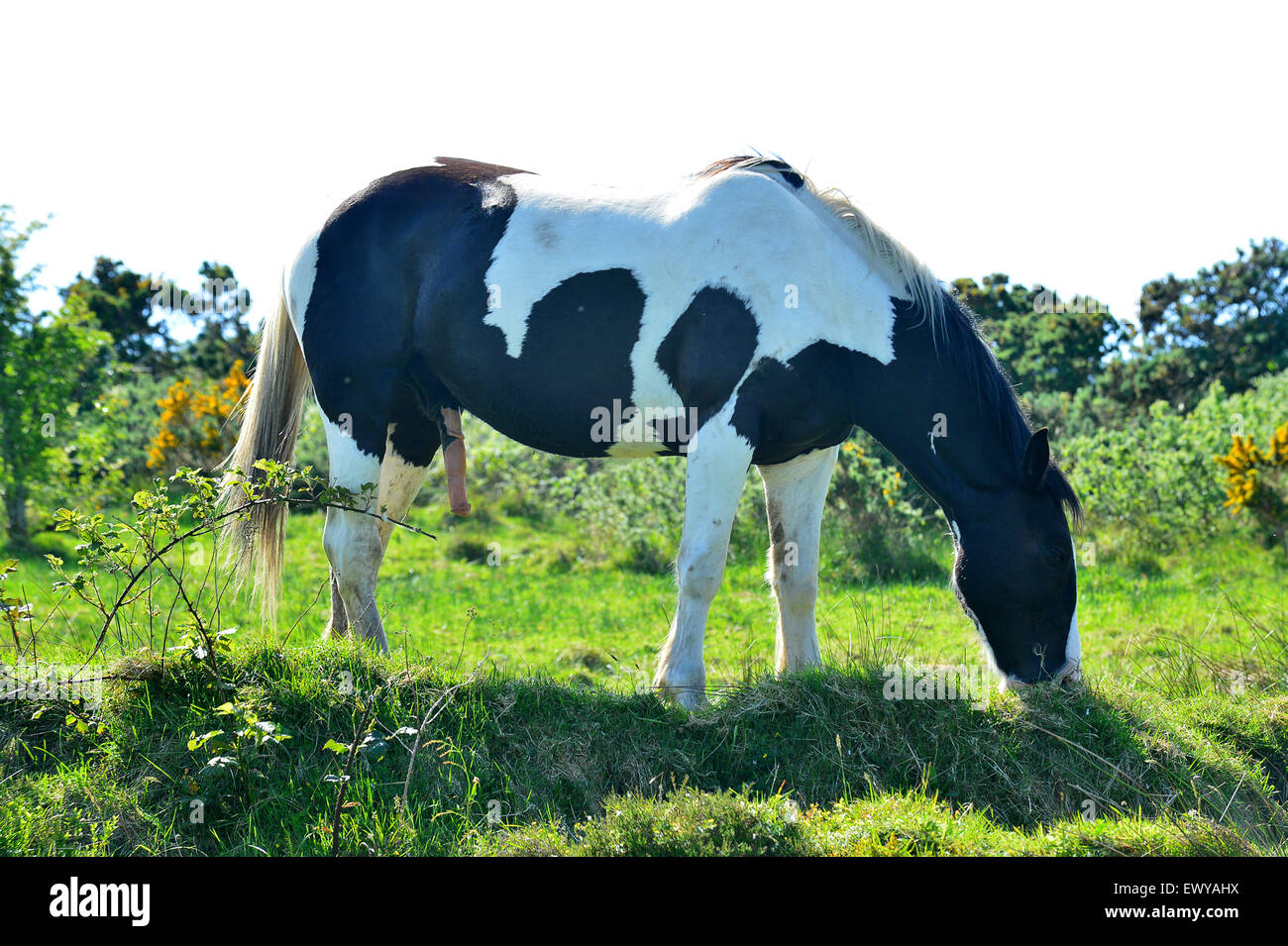 Spotted saddle stallion Stock Photo - Alamy