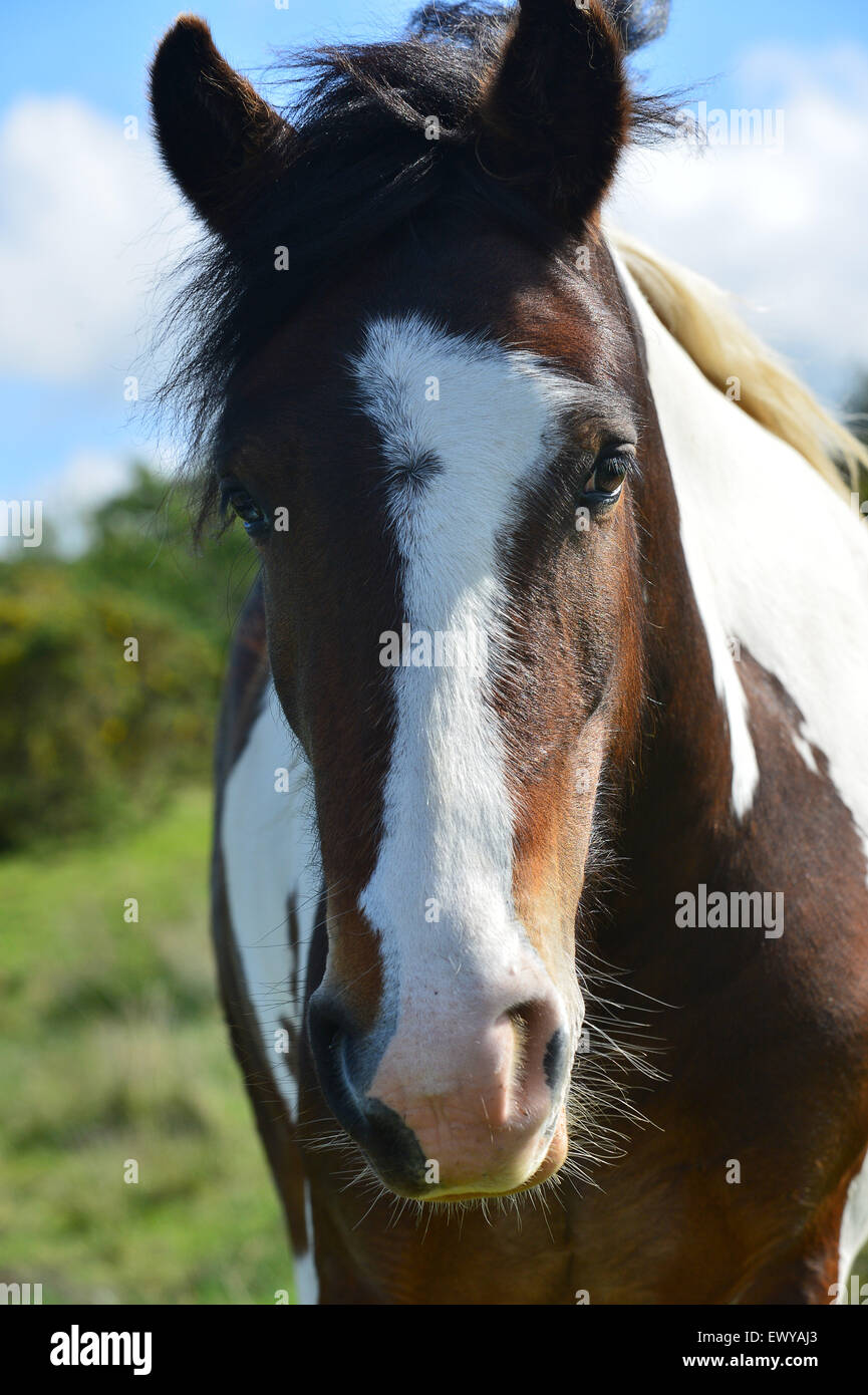 Black horse with white blaze hi-res stock photography and images - Alamy