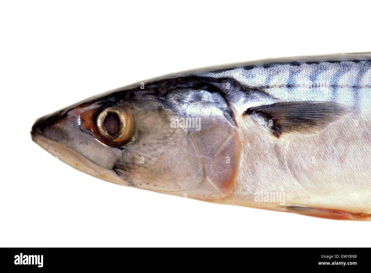 Mackerel eye close up hi-res stock photography and images - Alamy