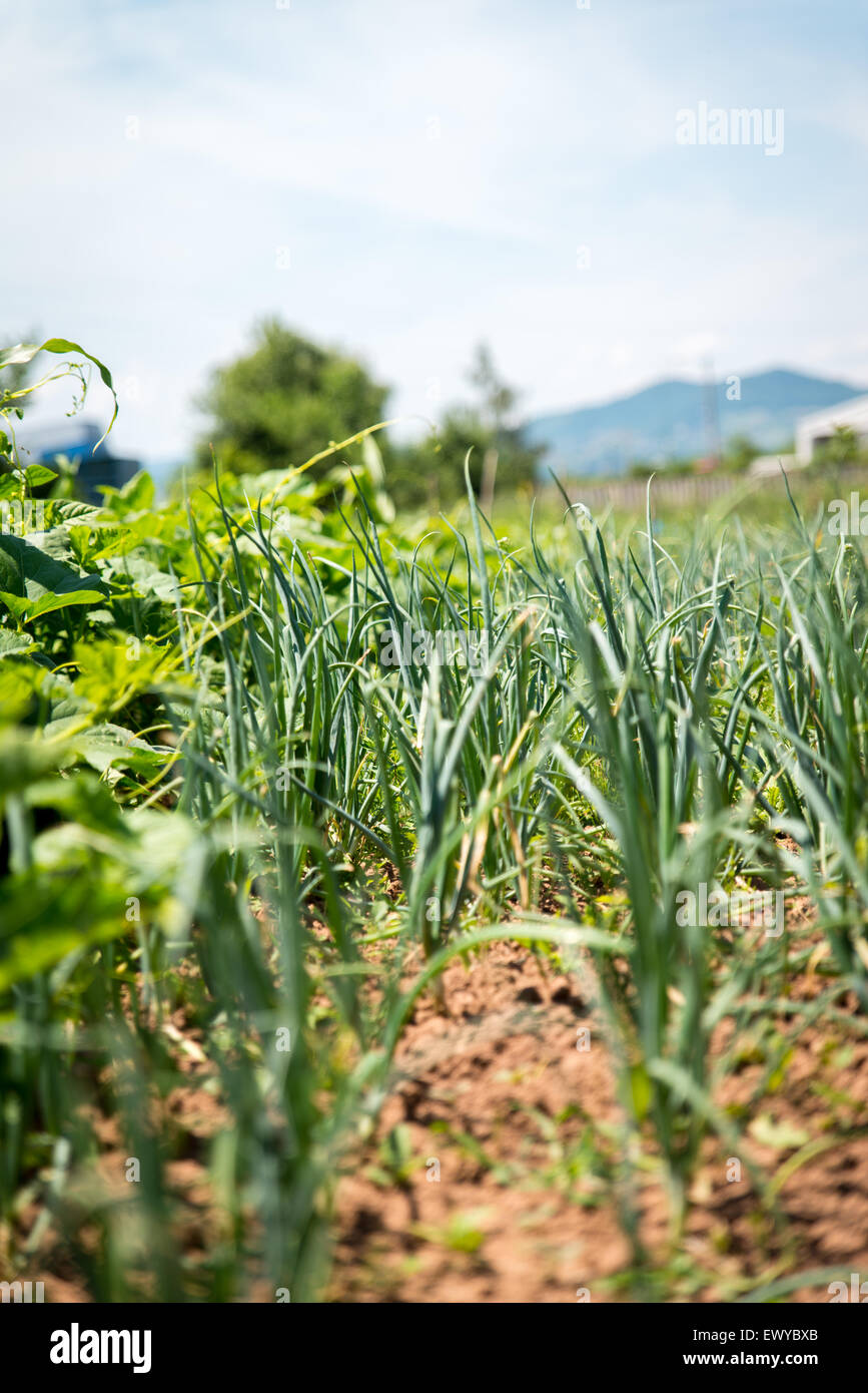 Formal vegetable plot hi-res stock photography and images - Alamy