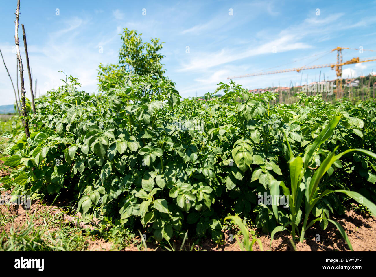 Rows Of Plants In A Field Stock Photo - Alamy