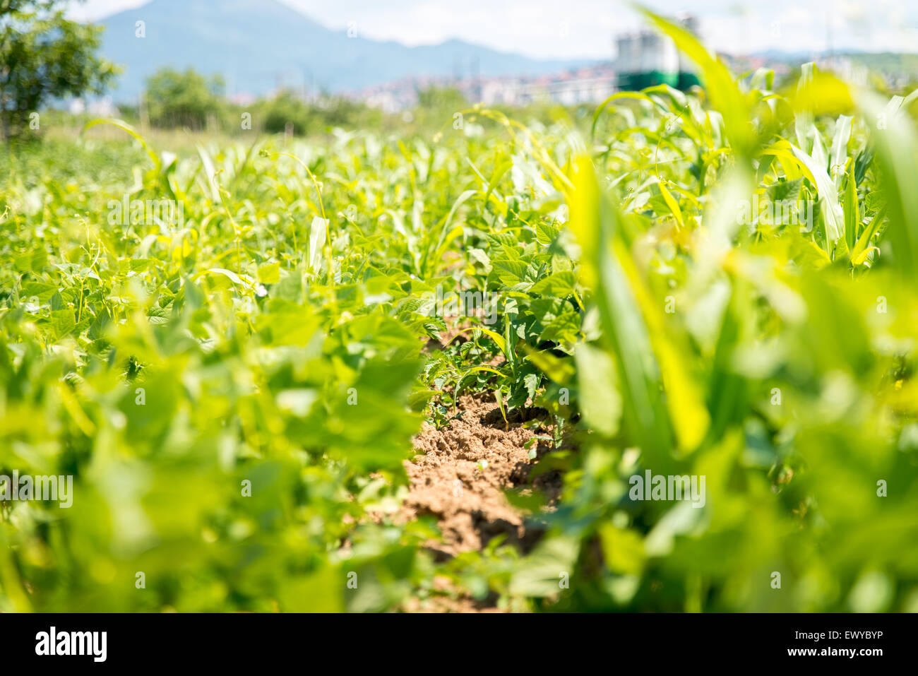 Rows Of Plants In A Field Stock Photo - Alamy