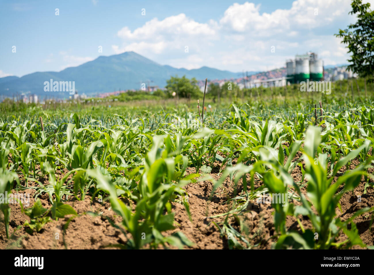 Formal vegetable plot hi-res stock photography and images - Alamy