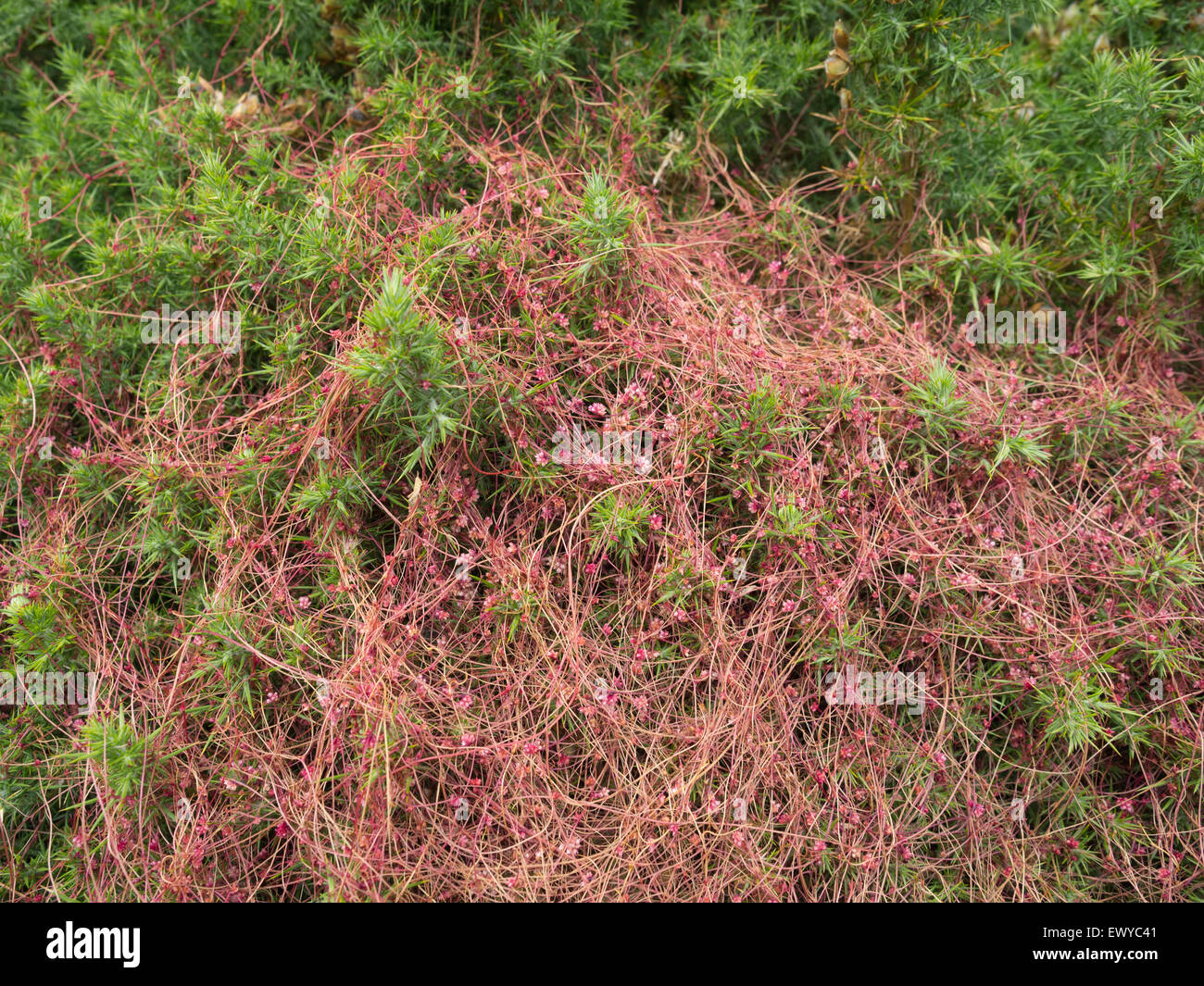 Dodder High Resolution Stock Photography and Images - Alamy