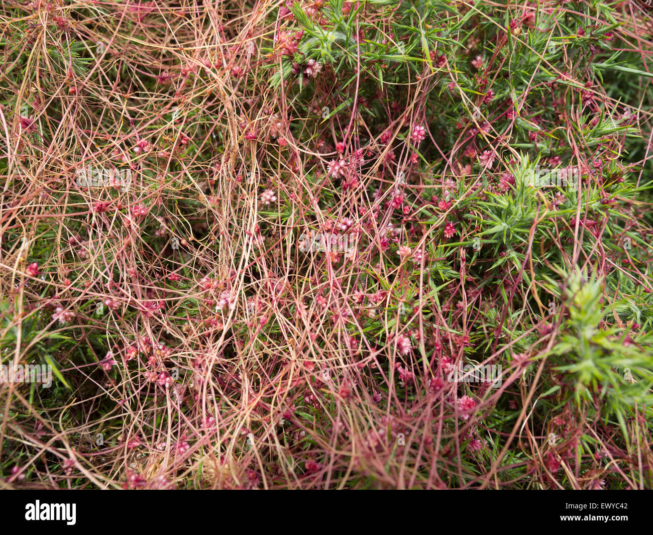 Dodder High Resolution Stock Photography and Images - Alamy
