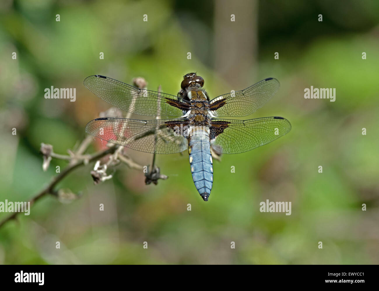 Male insects hi-res stock photography and images - Alamy