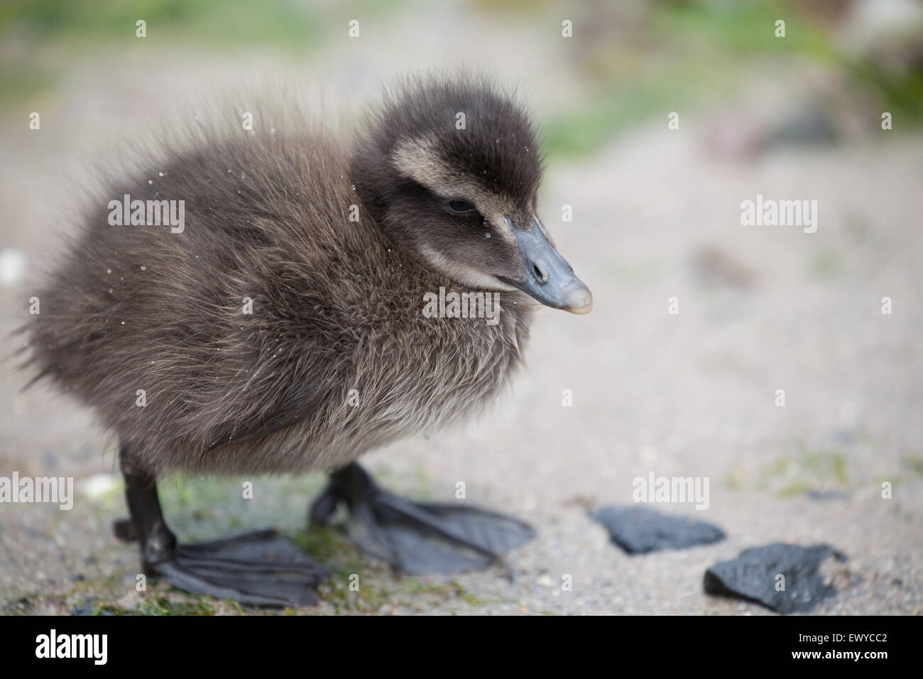 Eider duck chick on Seahouses beach Northumberland England Great ...