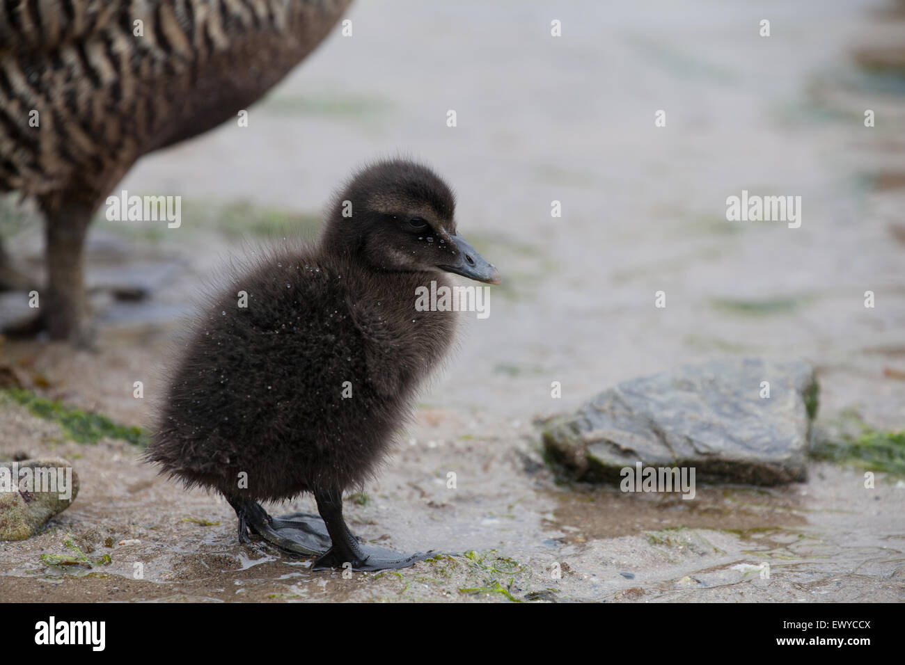 Eider duck chick on Seahouses beach Northumberland England Great ...