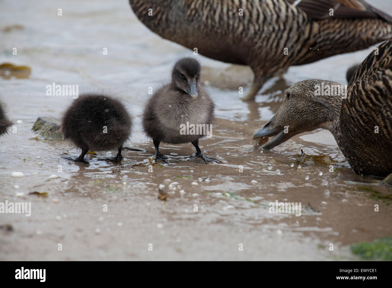 Two female eider ducks with two chicks on Seahouses beach ...