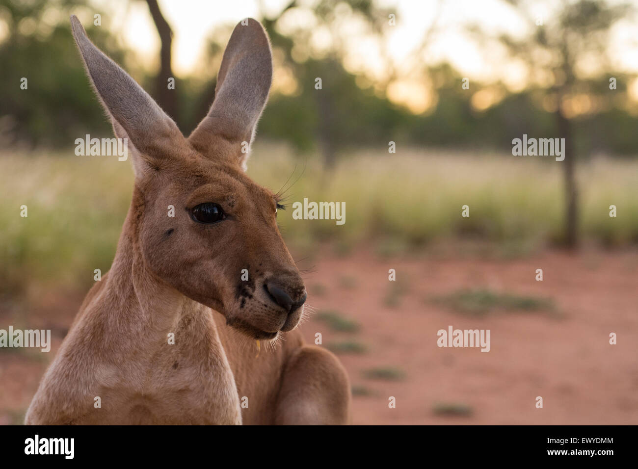 Alice springs adult female kangaroo hi-res stock photography and images ...