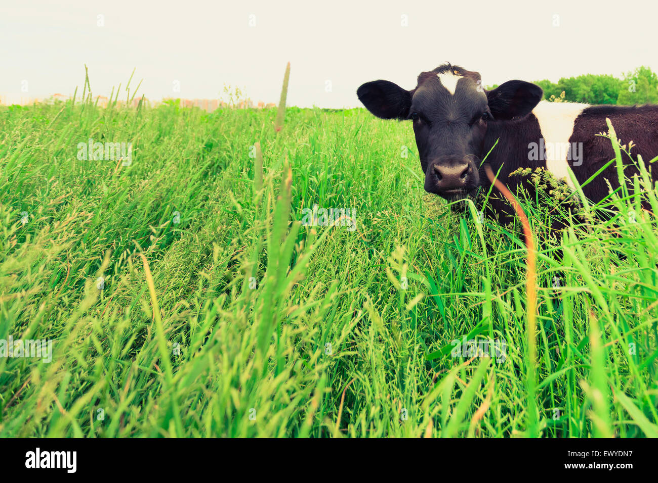 cow and field of fresh grass Stock Photo - Alamy