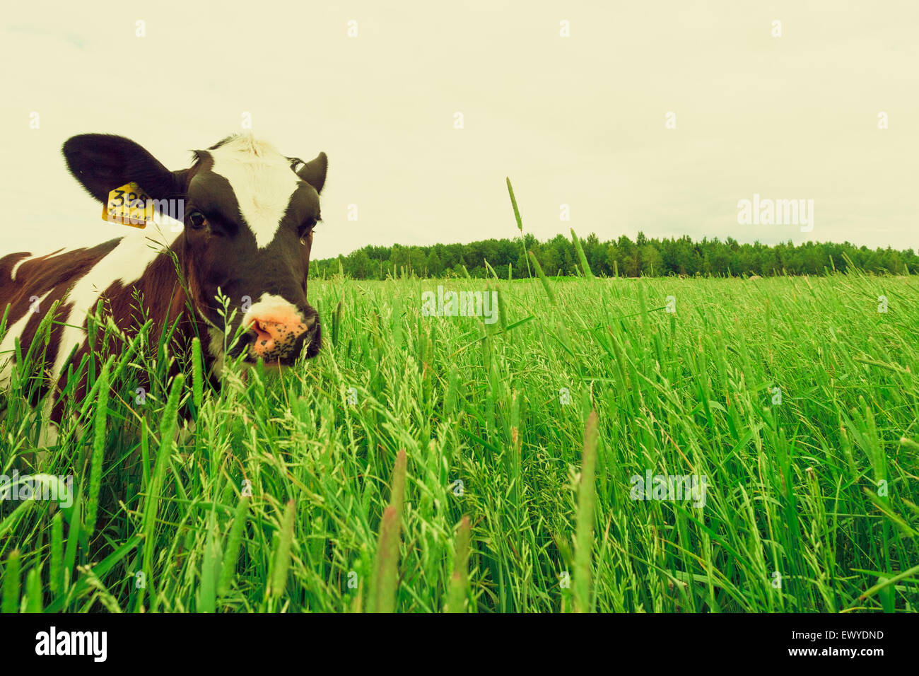 cow and field of fresh grass Stock Photo - Alamy