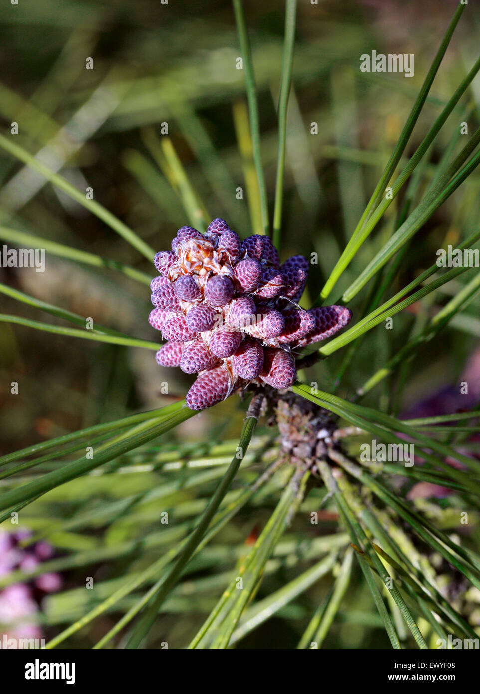 Huangshan Pine Flowers, Pinus hwangshanensis, Pinaceae. Southeast China ...