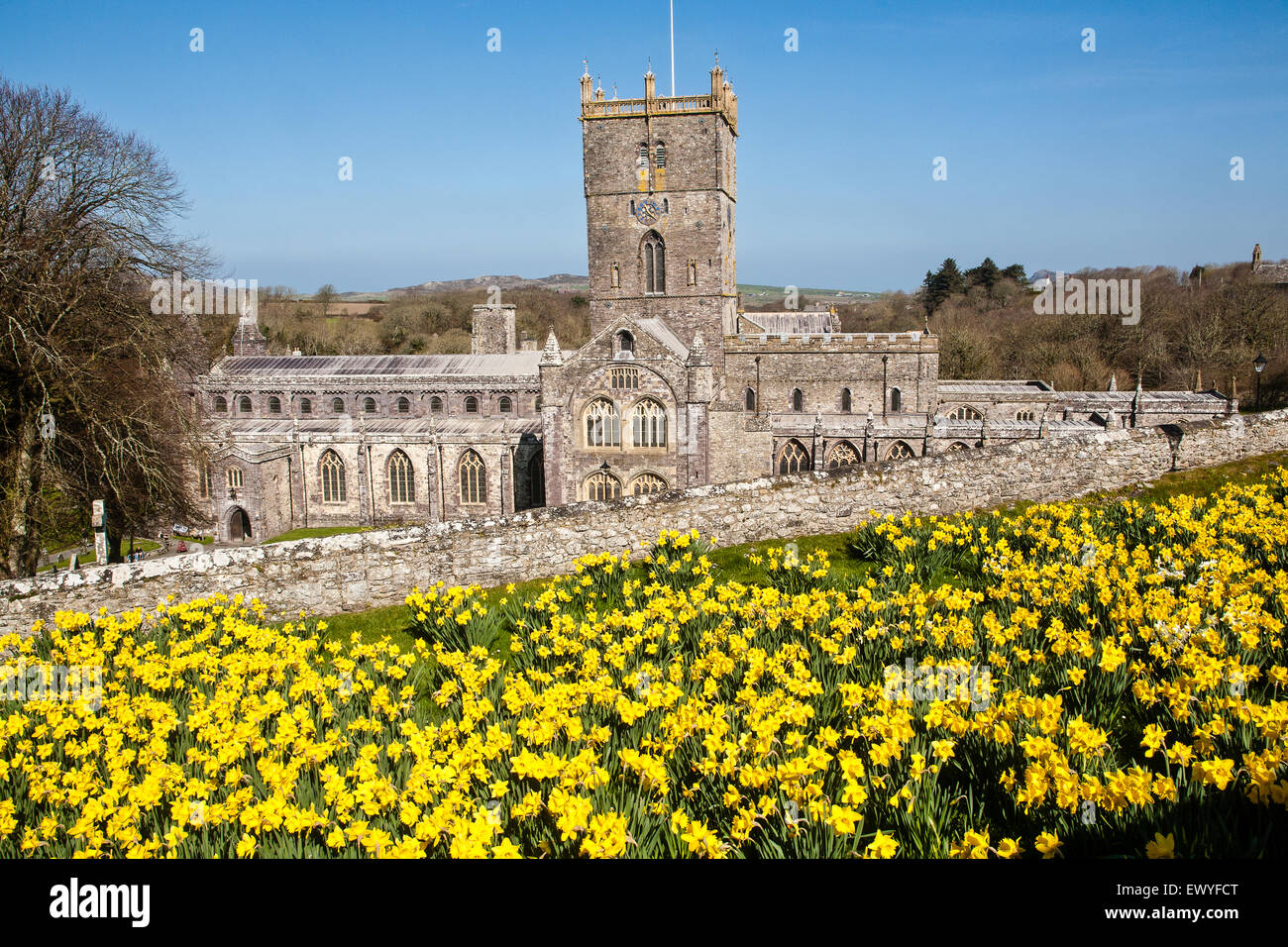 Daffodils, in, bloom, in, grounds, of, St David's Cathedral,church, St ...