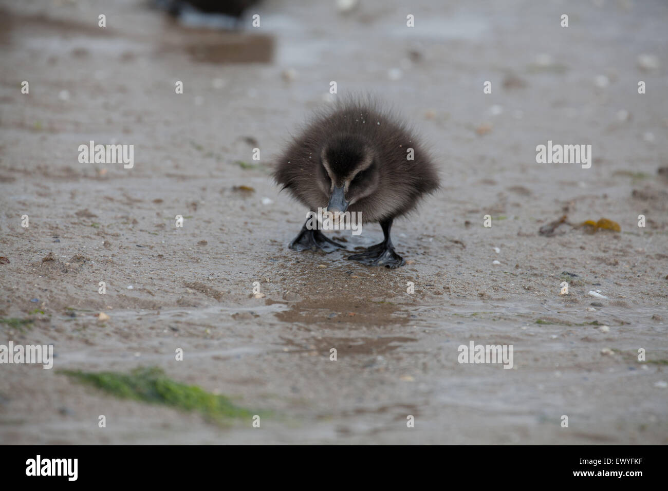 Eider duck chick on Seahouses beach Northumberland England Great ...